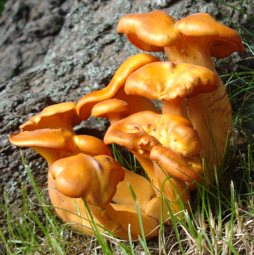 Omphalotus Olearius