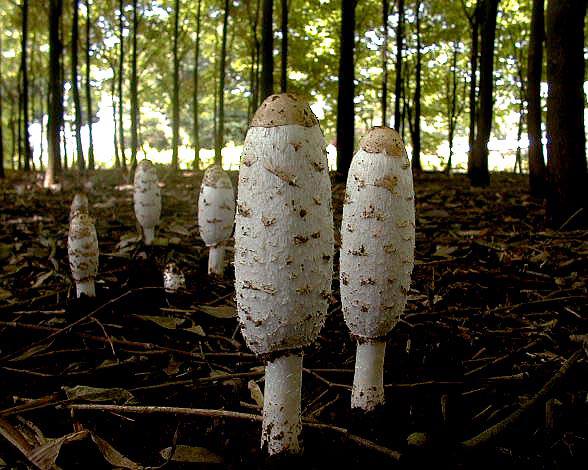 Coprinus Comatus